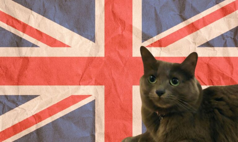 British Slang For Cat (Explained!) - Foreign Lingo