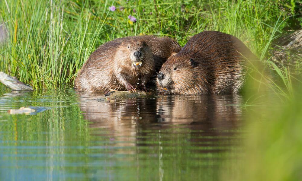 Canada National Animal