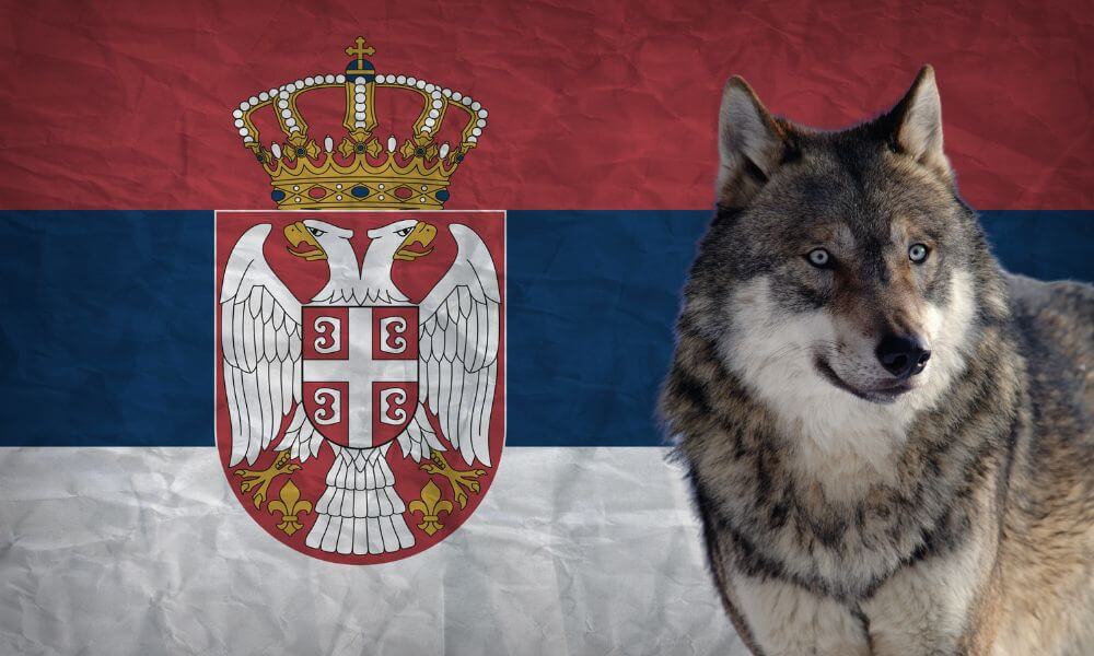 National Animal Of Serbia (Helpful Content!) - Foreign Lingo
