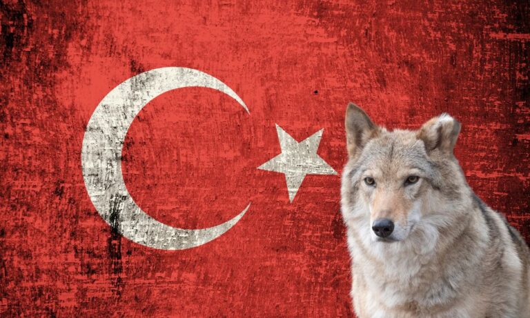 National Animal Of Turkey (Helpful Content!) - Foreign Lingo