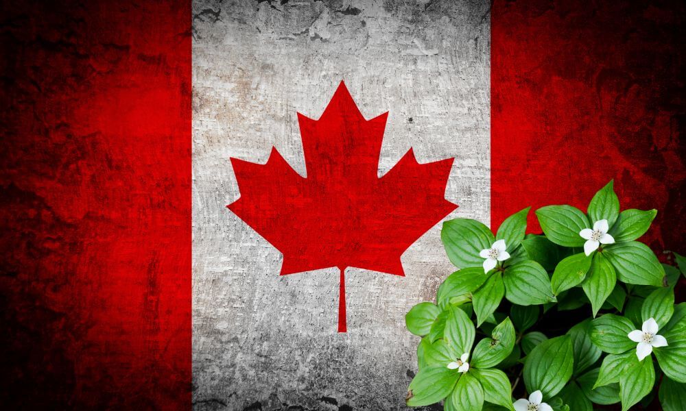 National Flower Of Canada Contest | Best Flower Site