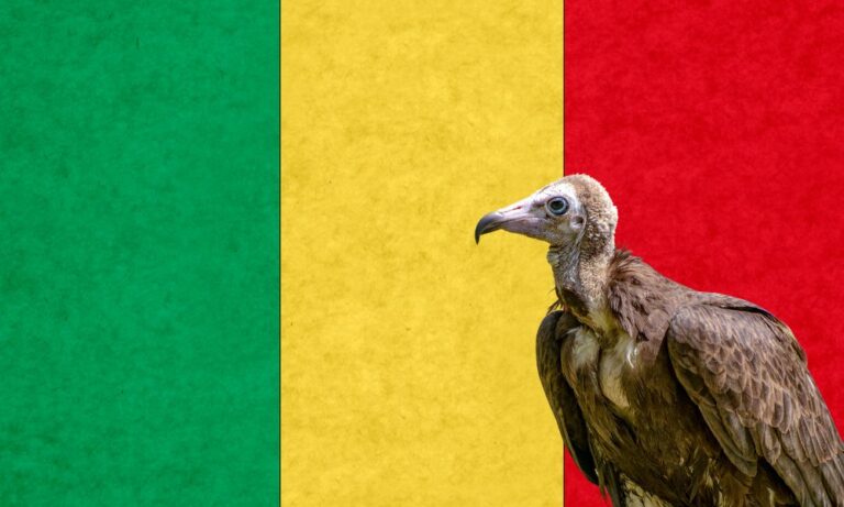 National Animal Of Mali (Helpful Content!) - Foreign Lingo