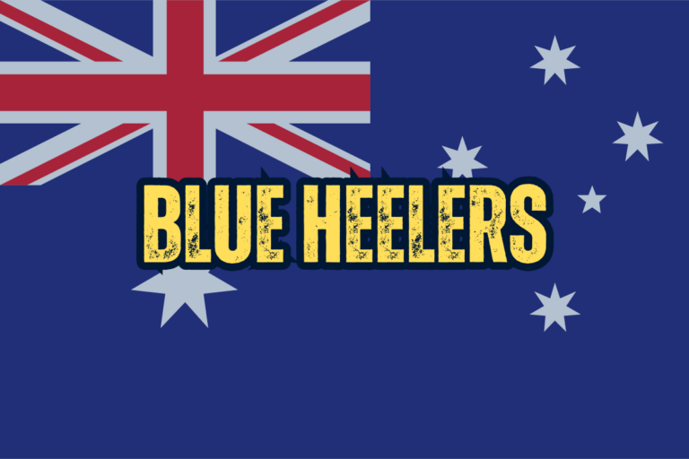 10 Ways To Talk About The Cops Like An Aussie (How Many Do You Know ...