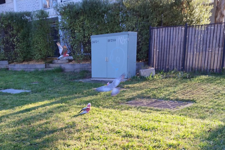 Australian Slang (206 Examples!) - Foreign Lingo