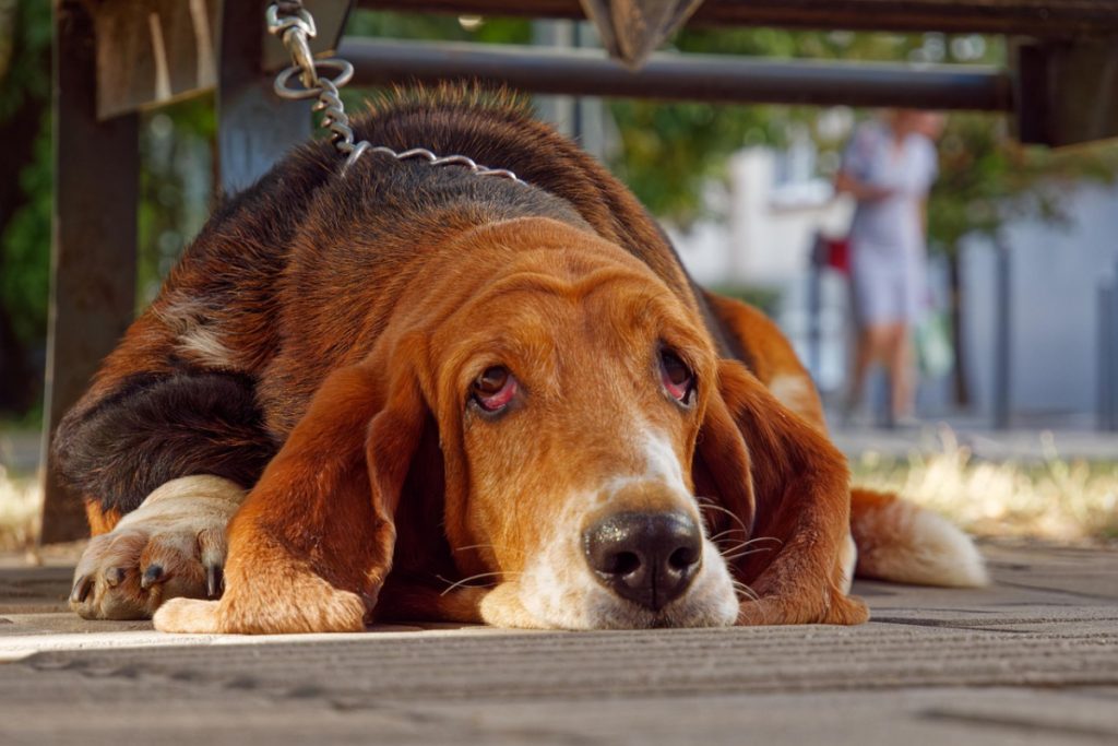 Slang For Dog (21 Examples!) - Foreign Lingo