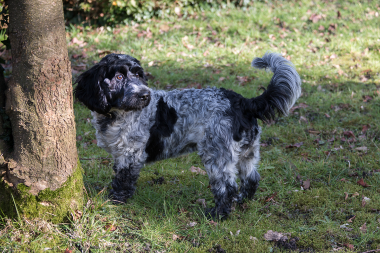 Slang For Dog (21 Examples!) - Foreign Lingo