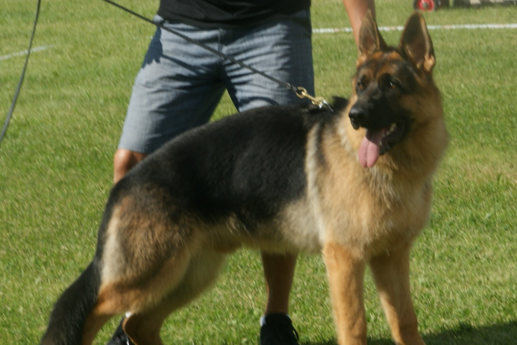 Slang For Dog (21 Examples!) - Foreign Lingo