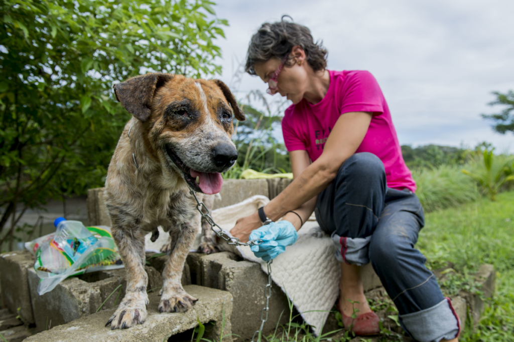 Slang For Dog (21 Examples!) - Foreign Lingo