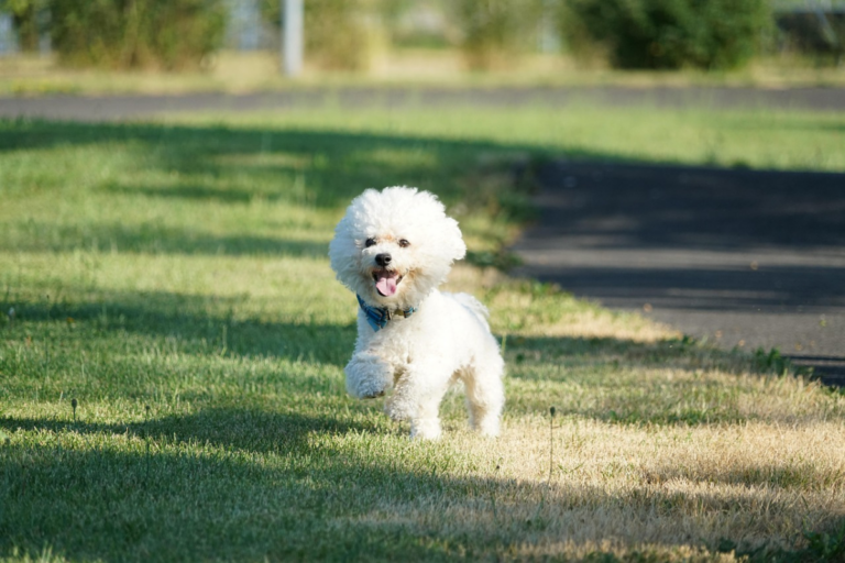 Slang For Dog (21 Examples!) - Foreign Lingo