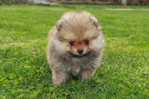 Slang For Dog (21 Examples!) - Foreign Lingo