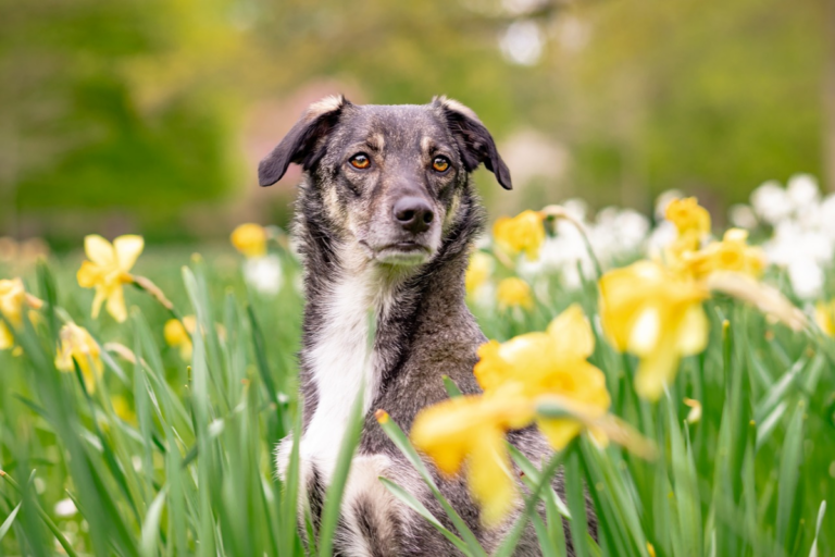 Slang For Dog (21 Examples!) - Foreign Lingo