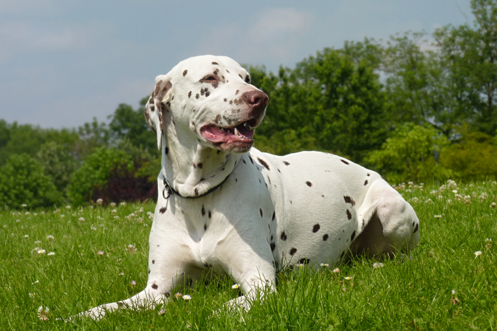 Slang For Dog (21 Examples!) - Foreign Lingo