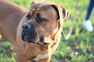 Slang For Dog (21 Examples!) - Foreign Lingo