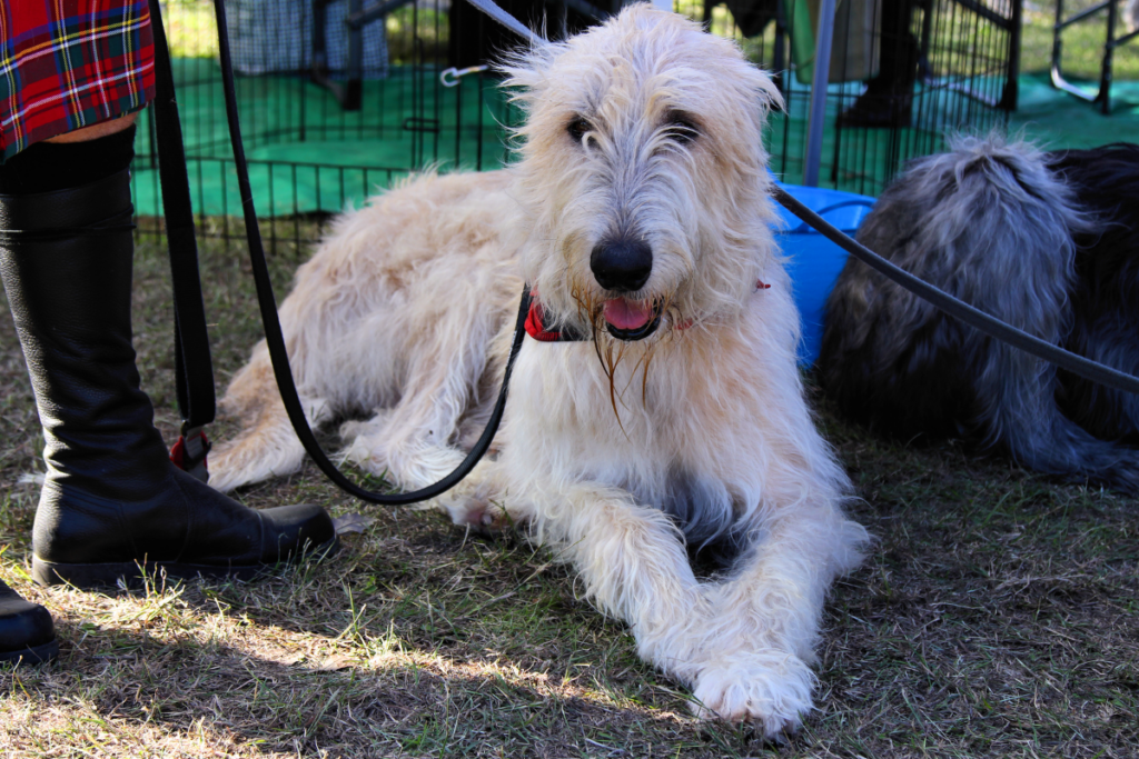 Slang For Dog (21 Examples!) - Foreign Lingo