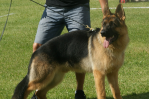 Slang For Dog (21 Examples!) - Foreign Lingo