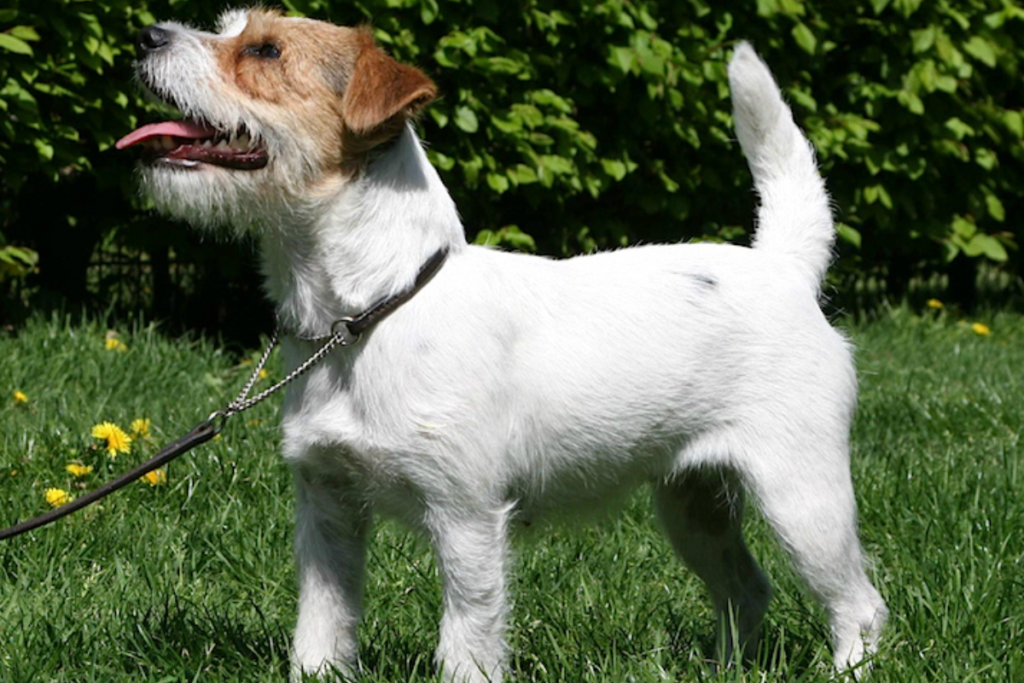 Slang For Dog (21 Examples!) - Foreign Lingo