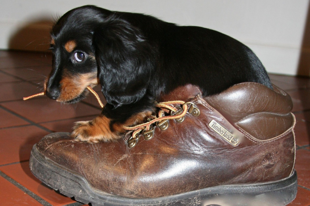 Slang For Dog (21 Examples!) - Foreign Lingo