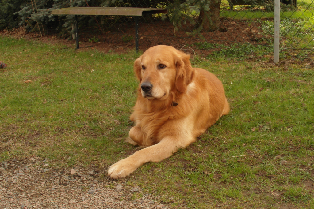 Slang For Dog (21 Examples!) - Foreign Lingo