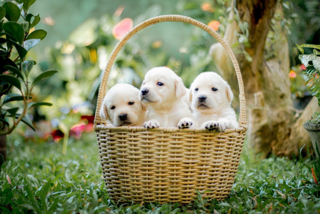 Slang For Dog (21 Examples!) - Foreign Lingo