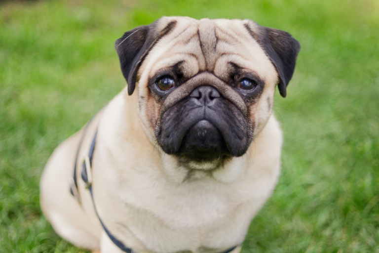 Slang For Dog (21 Examples!) - Foreign Lingo
